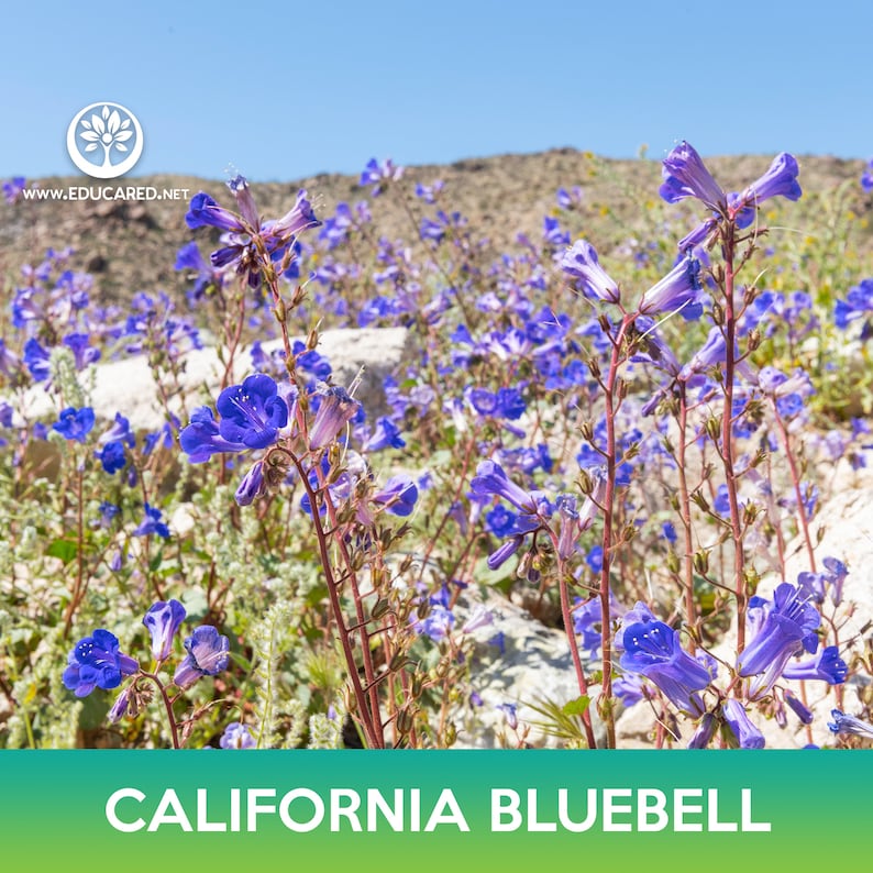 California Bluebell Seed, Desert Bluebells - Etsy