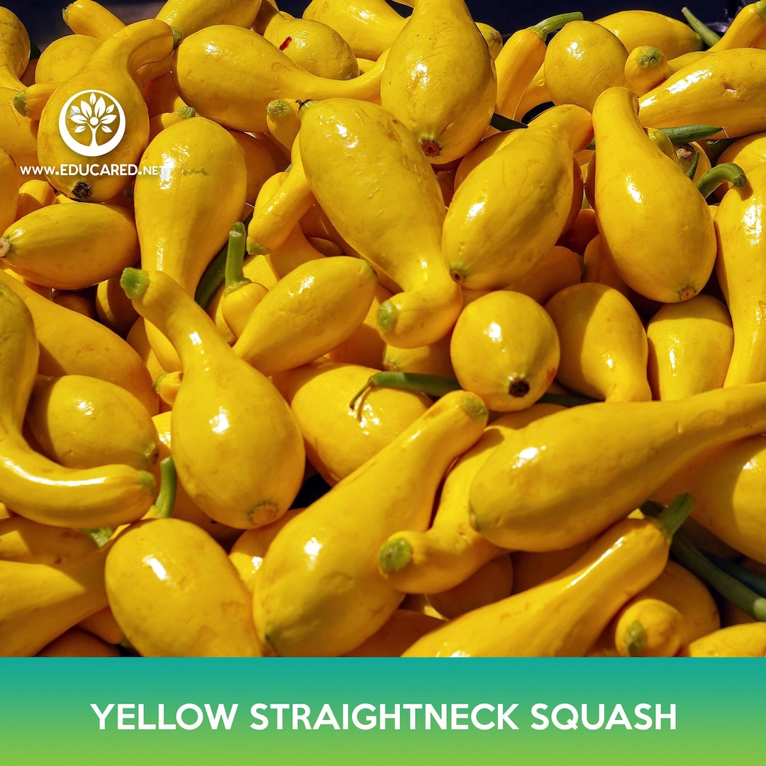 Yellow Straightneck Squash Seeds - Etsy