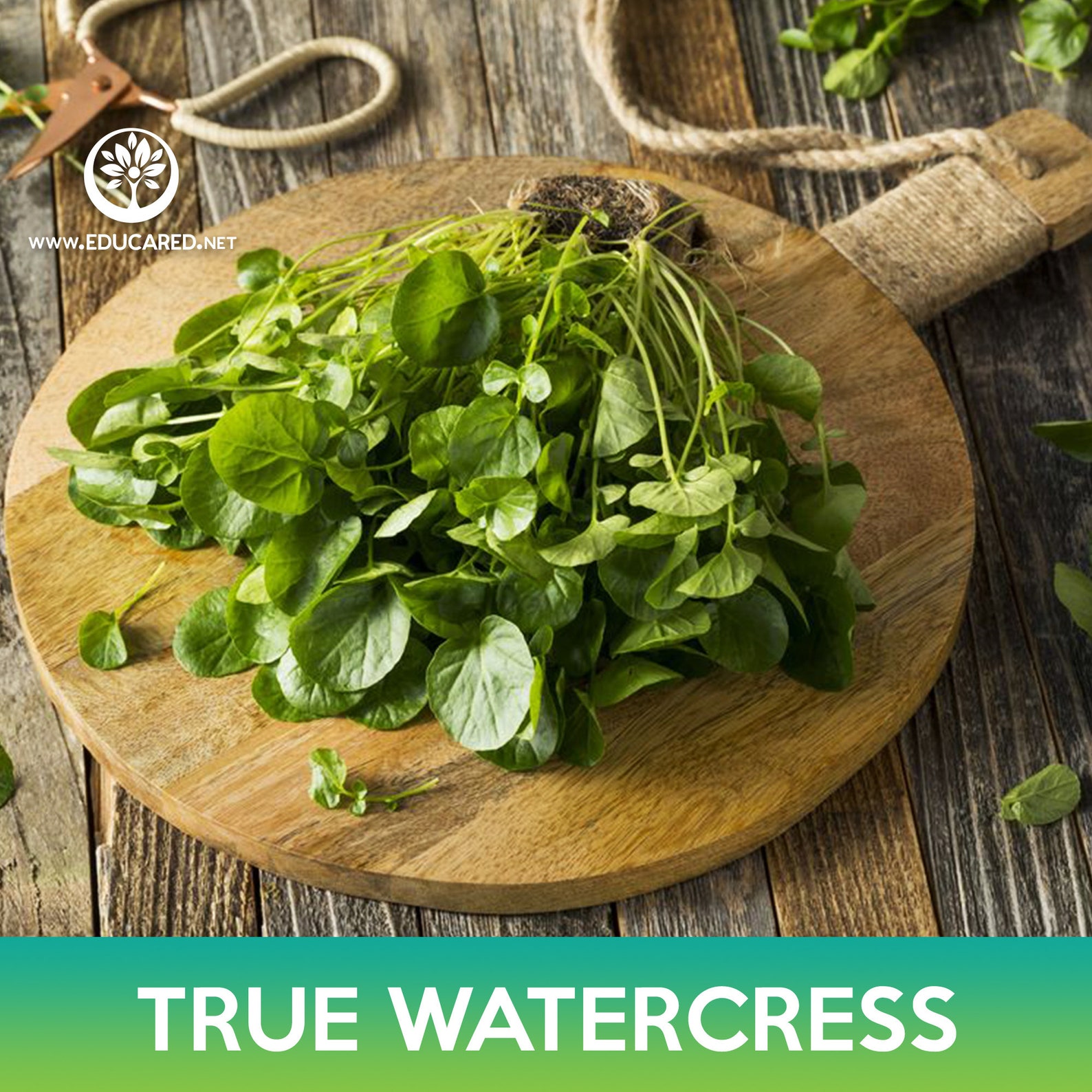 True Watercress Seeds - Etsy