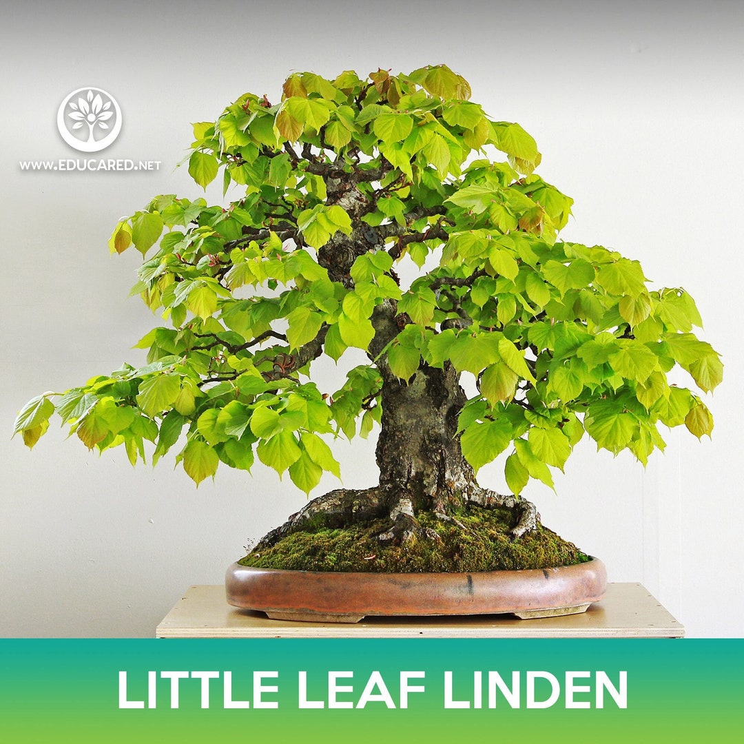 Little Leaf Linden Tree Seeds, Tilia Cordata - Etsy