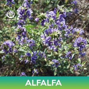Alfalfa Seeds (~1500 Seeds) - Etsy