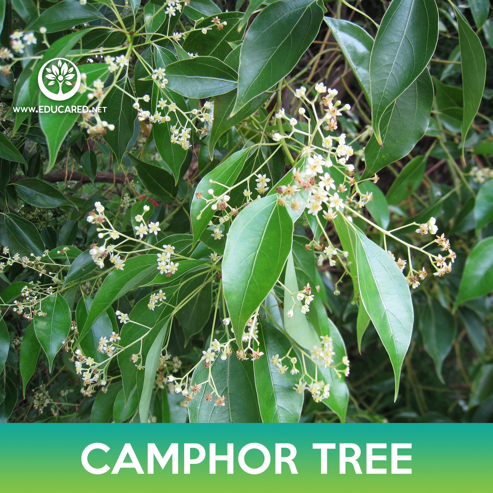 Camphor Tree Seeds - Etsy
