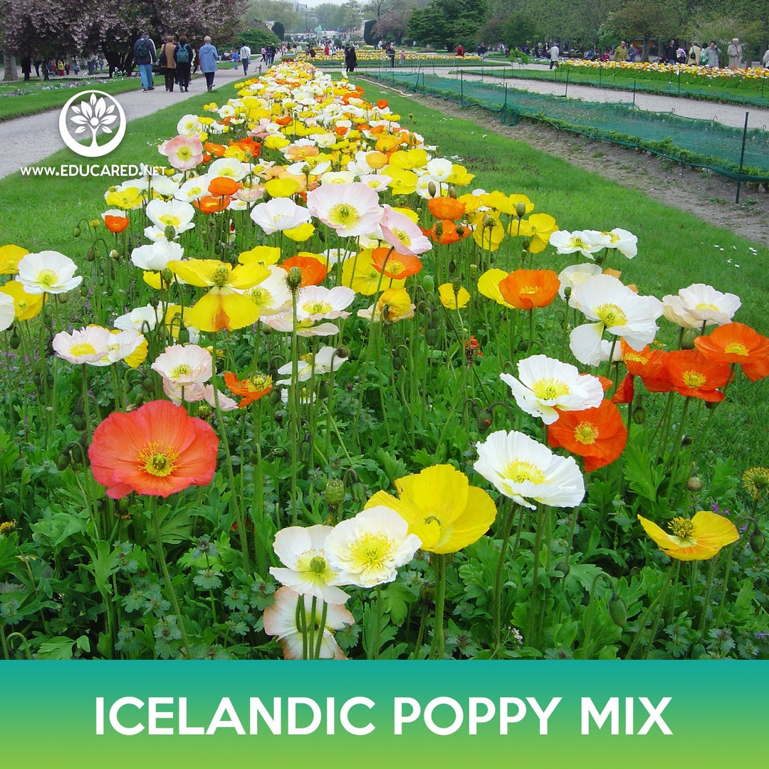 Icelandic Poppy Flower Mix Seeds - Etsy