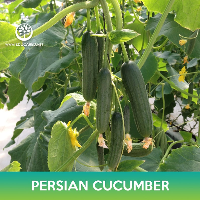 Persian Cucumber Seeds - Etsy