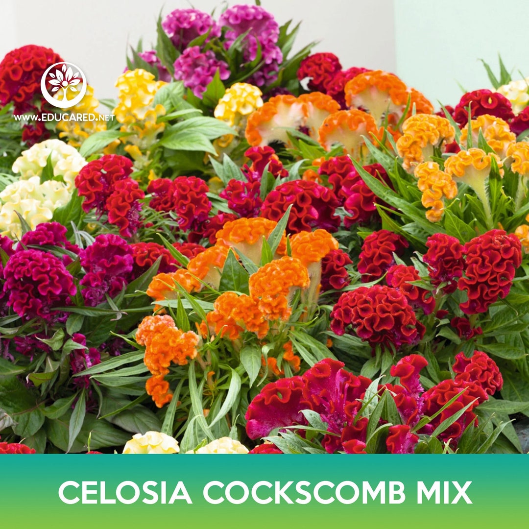 Celosia Cockscomb Flower Mix Seeds - Etsy