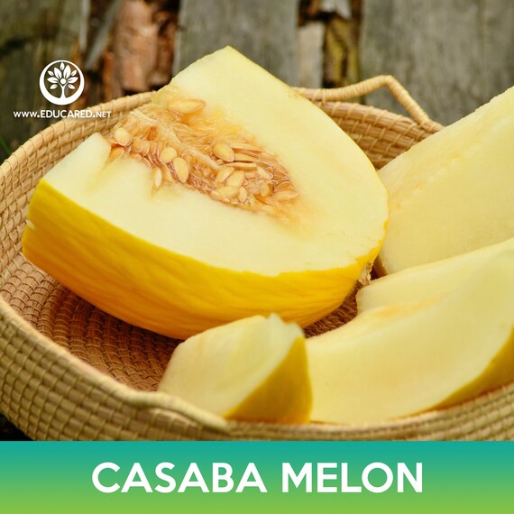 Casaba Fruit