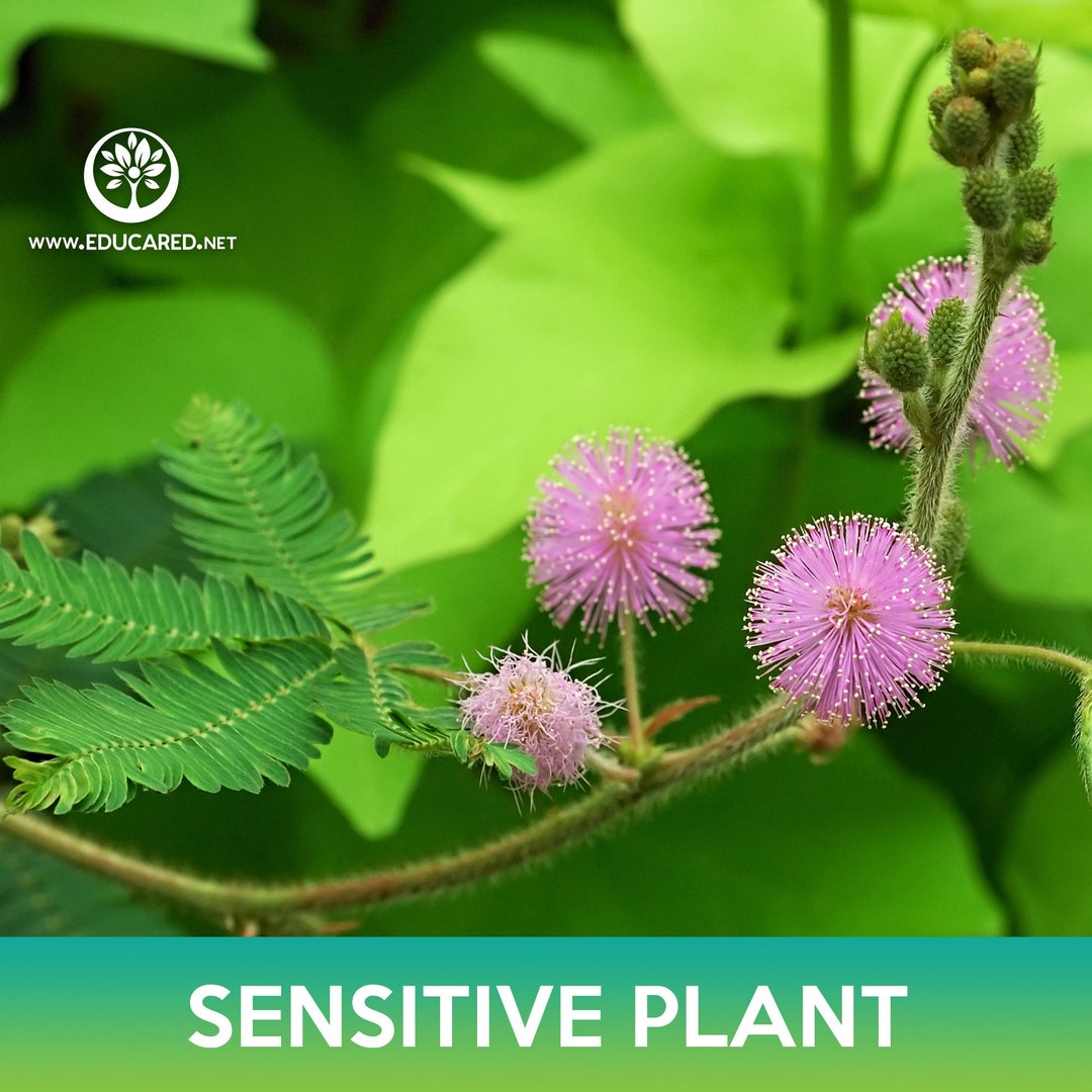 Sensitive Plant Seeds - Etsy