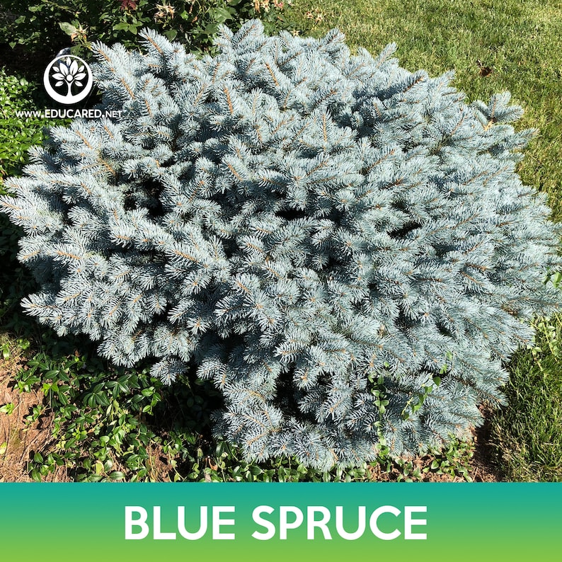 Colorado Blue Spruce Tree Seeds - Etsy