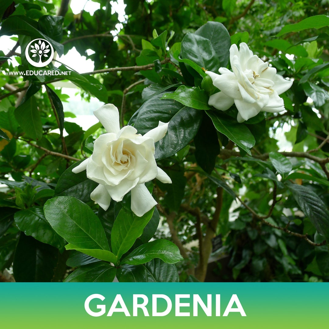 Gardenia Flower Tree Seeds, Cape Jasmine - Etsy
