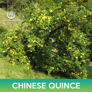 Chinese Quince Tree Seeds, Pseudocydonia Sinensis - Etsy