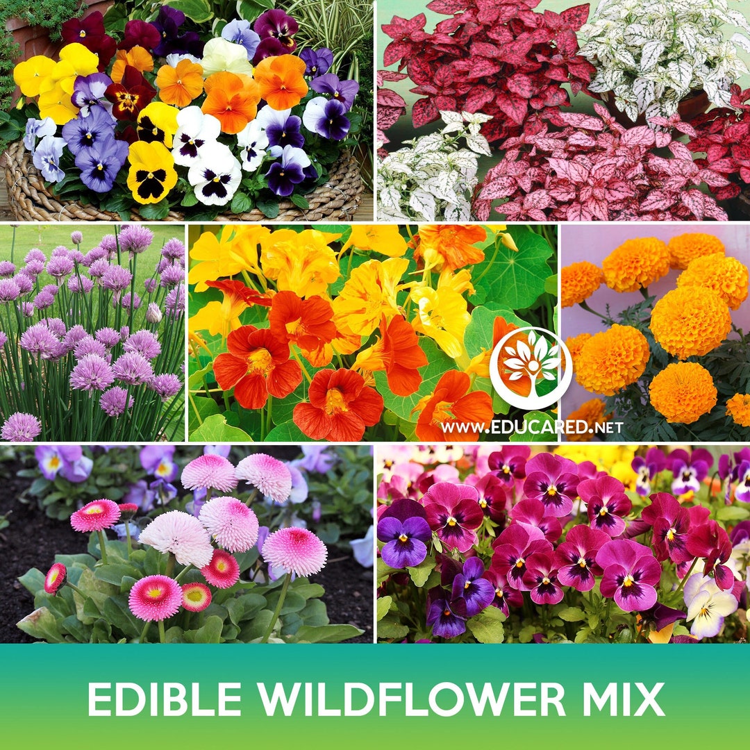 Edible Flowers Mix Seeds - Etsy