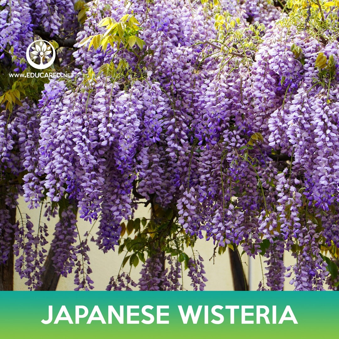 Japanese Wisteria Tree Seeds, Wisteria Floribunda - Etsy