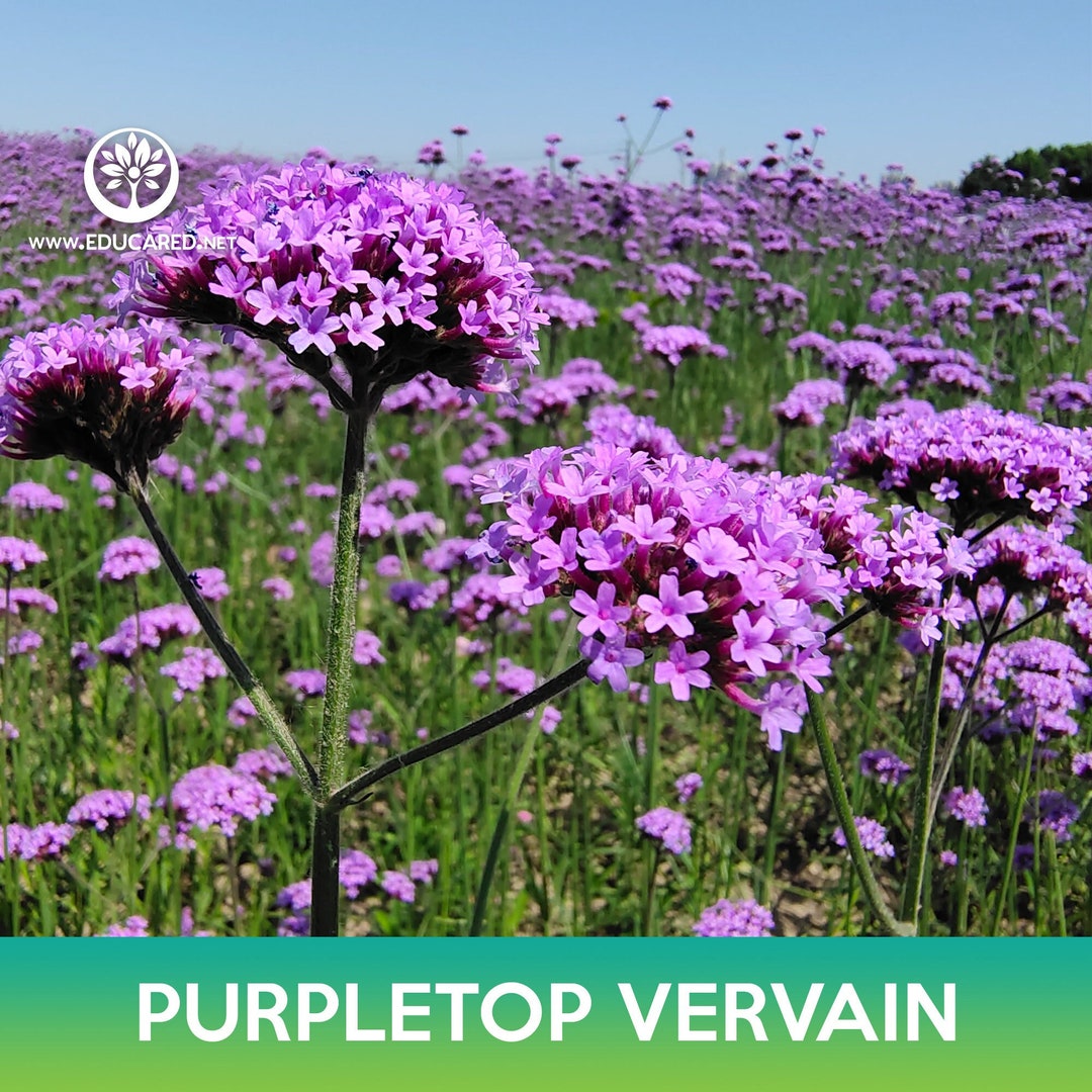 Purpletop Vervain Seeds, Brazilian Vervain - Etsy