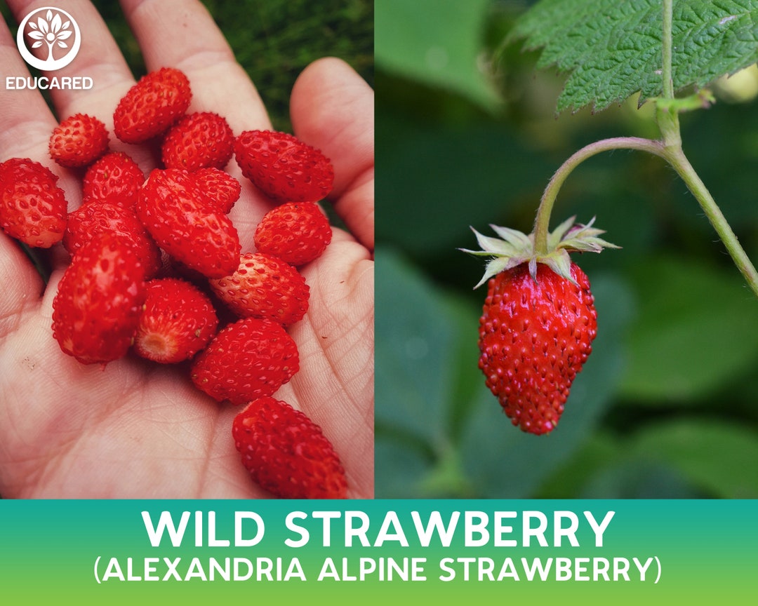 Wild Strawberry Seed Alexandria Alpine Strawberry - Etsy Canada