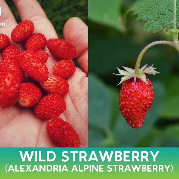 Alpine Strawberry - Etsy