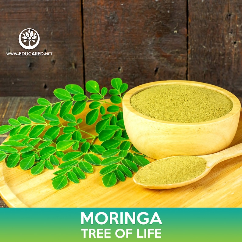 Moringa Tree Seeds, Tree of Life - Etsy