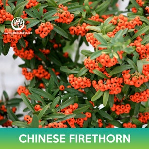 Chinese Firethorn Tree Seeds, Pyracantha Fortuneana - Etsy