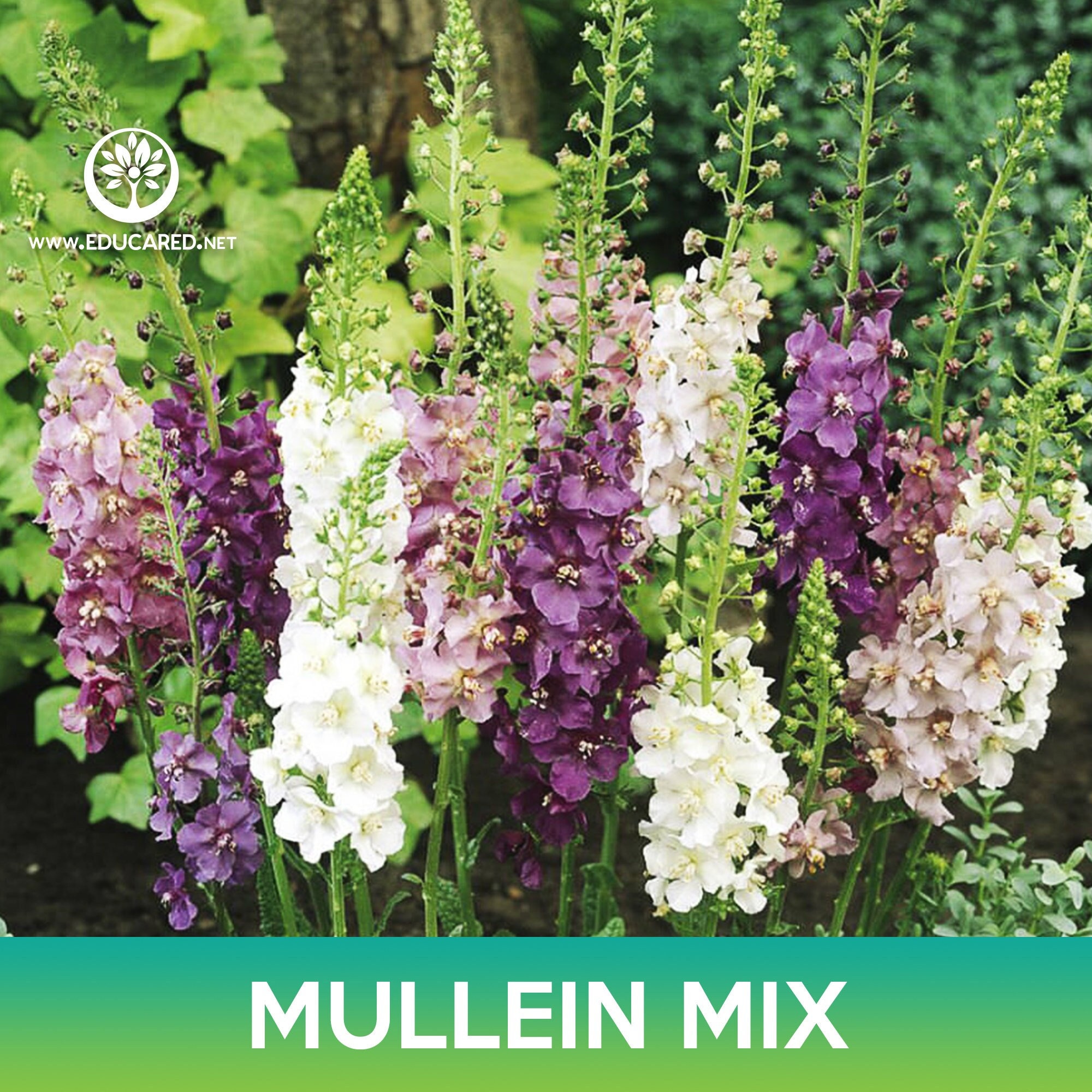 Mullein Flower Mix Seeds, Verbascum Mix, Verbascum Phoeniceum - Etsy