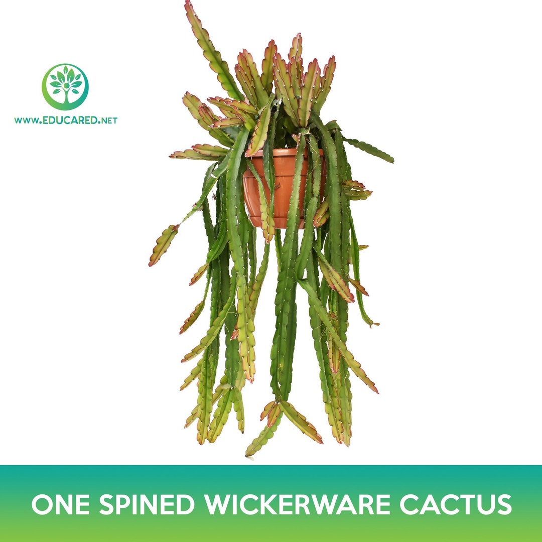 One‑spined Wickerware Cactus Seeds, Acanthorhipsalis Monacantha - Etsy