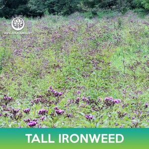 Tall Ironweed Seeds, Vernonia Gigantea - Etsy