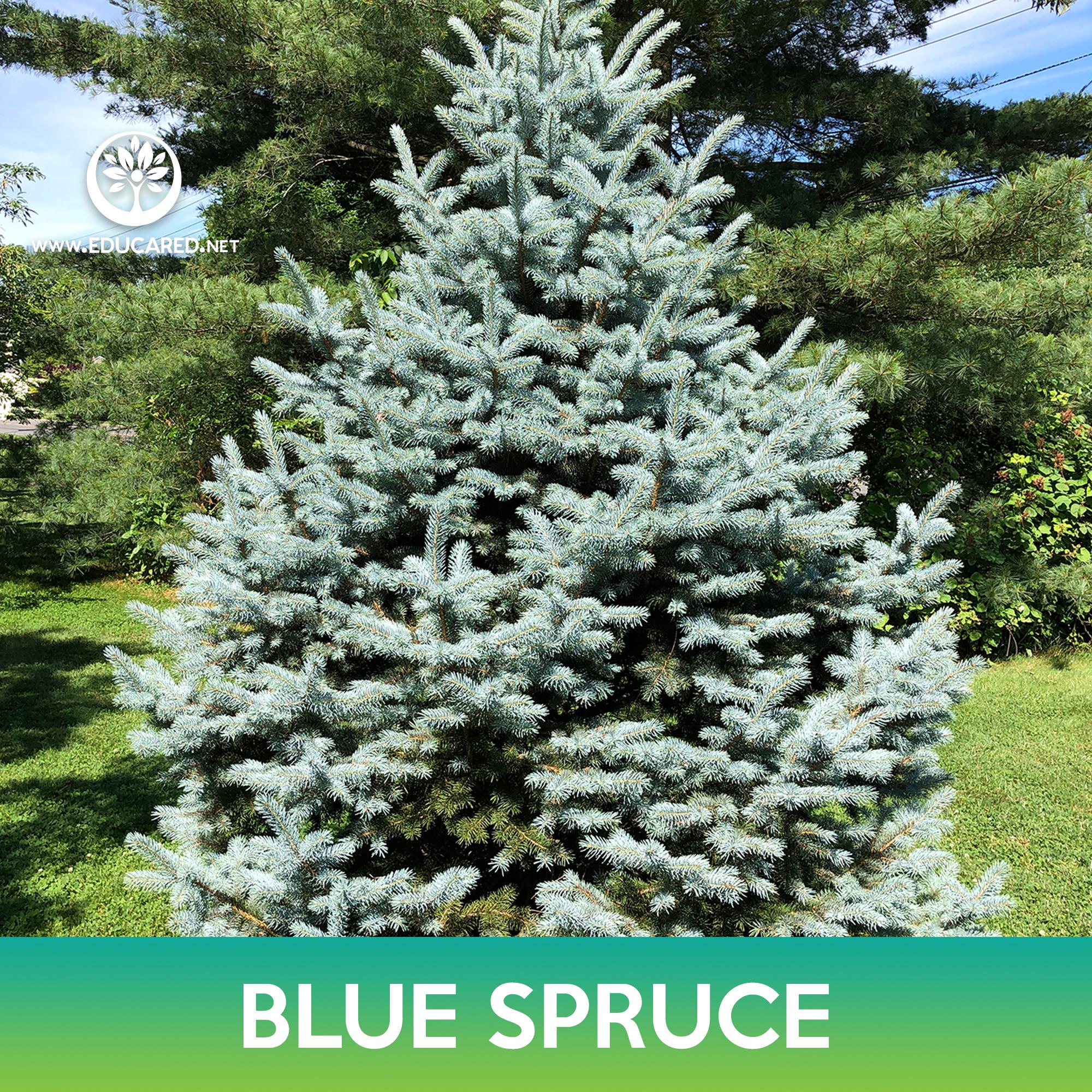 Blue Spruce Tree Seeds, Colorado Blue Spruce, Picea Pungens - Etsy