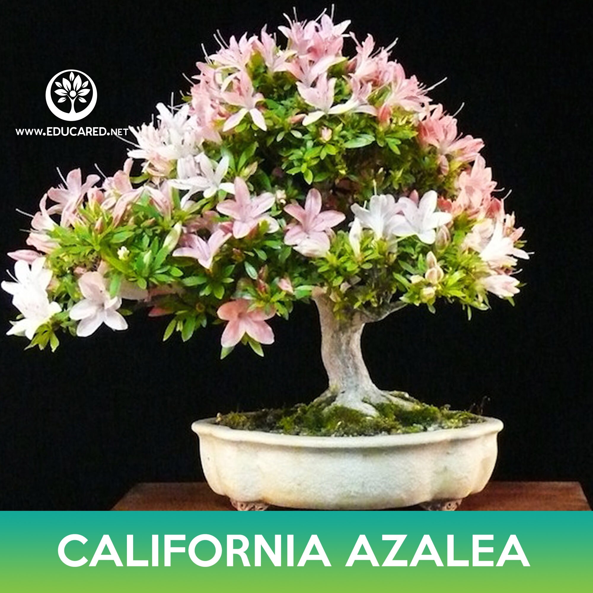 California Azalea Tree Seeds - Etsy
