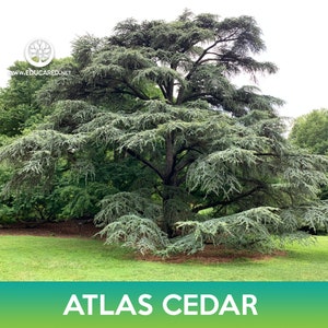 Atlas Cedar Tree Seeds, Cedrus Libani Subsp. Atlantica - Etsy