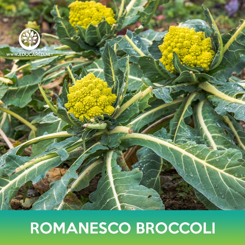 Romanesco Broccoli Seeds, Roman Cauliflower - Etsy