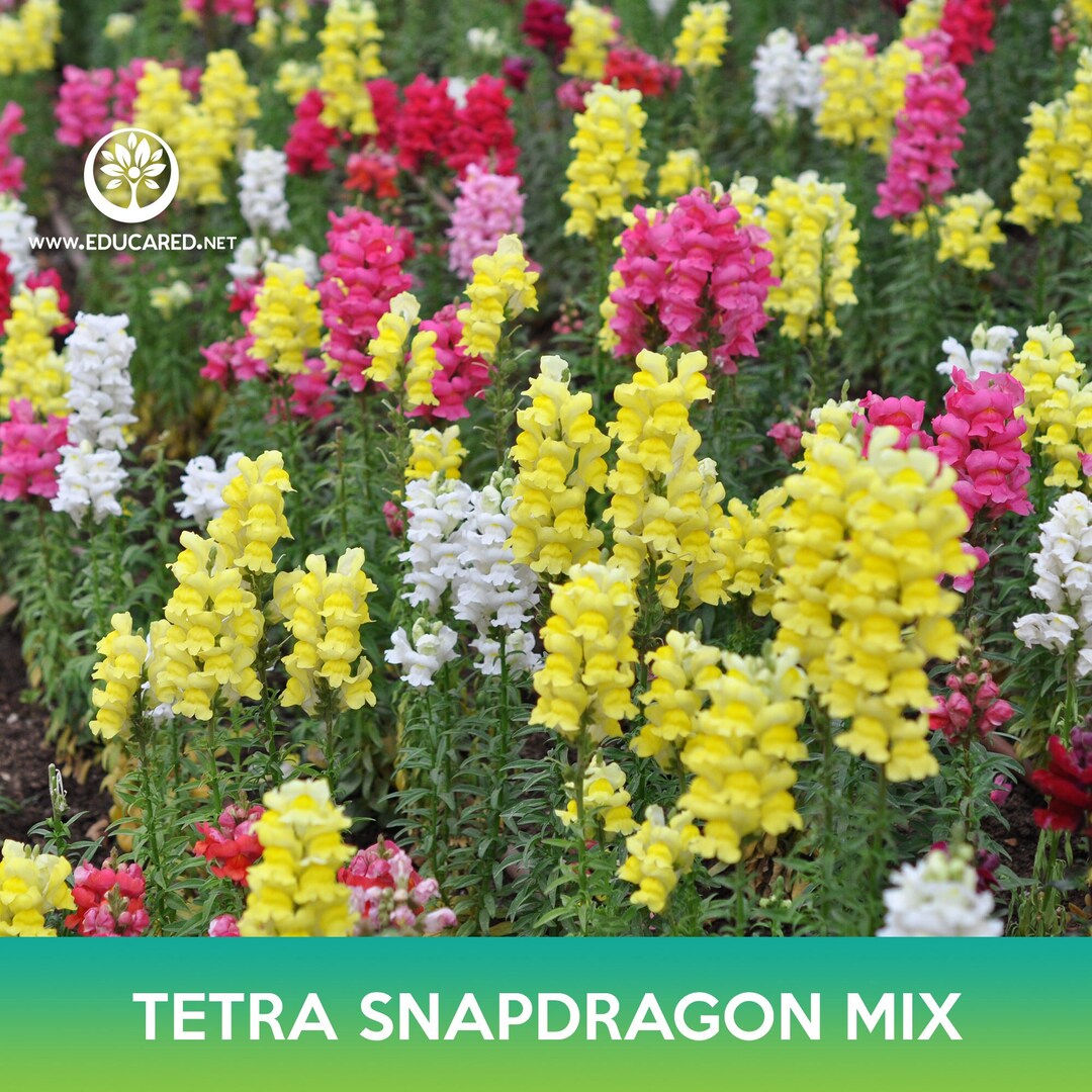 Tetra Snapdragon Mix Seeds - Etsy