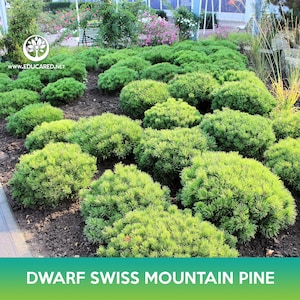Dwarf Swiss Mountain Pine Tree Seeds, Pinus Mugo Var. Pumilio - Etsy