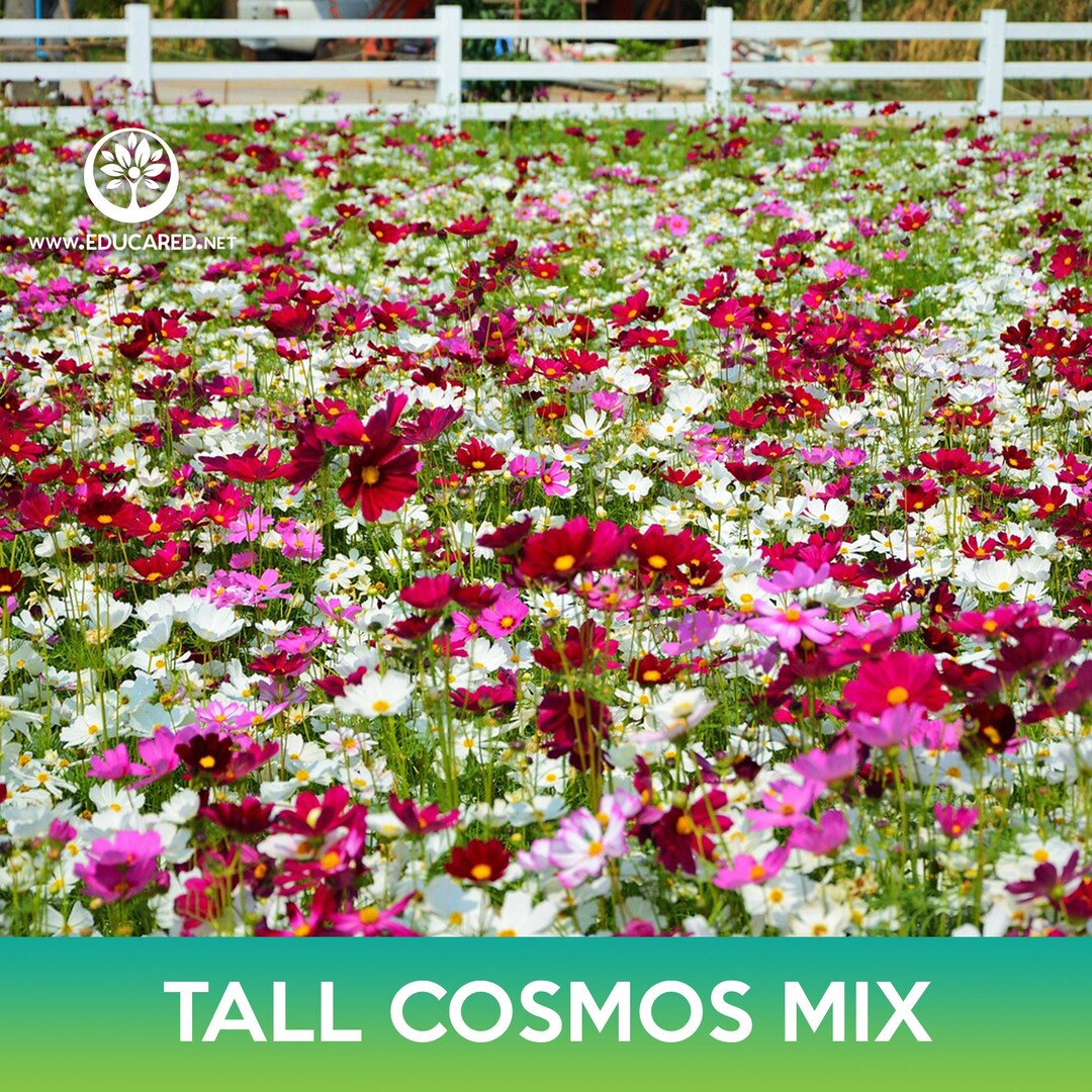 Tall Cosmos Flower Mix Seeds, Mexican Aster - Etsy