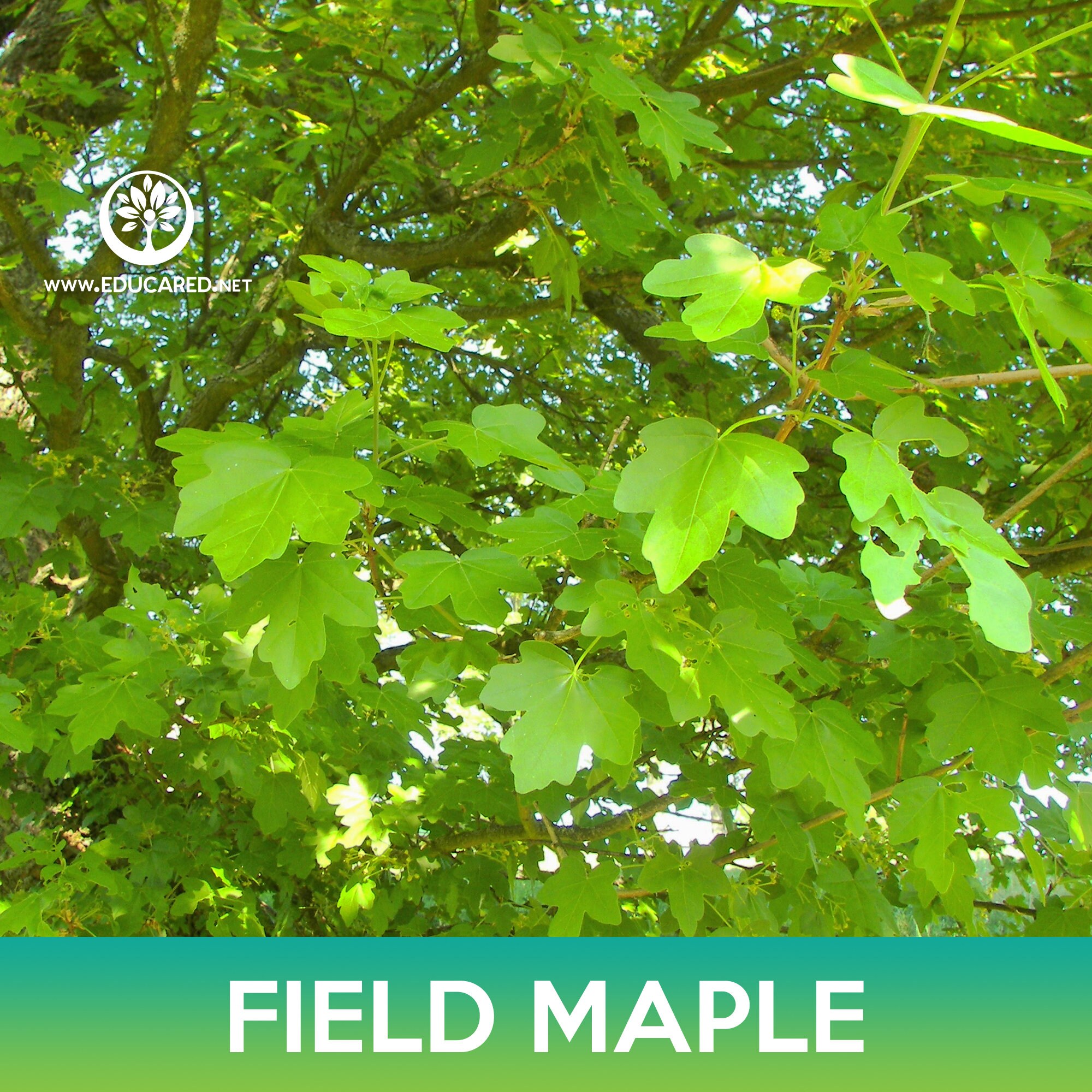 Field Maple Tree Seeds, Common Maple, Acer Campestre - Etsy