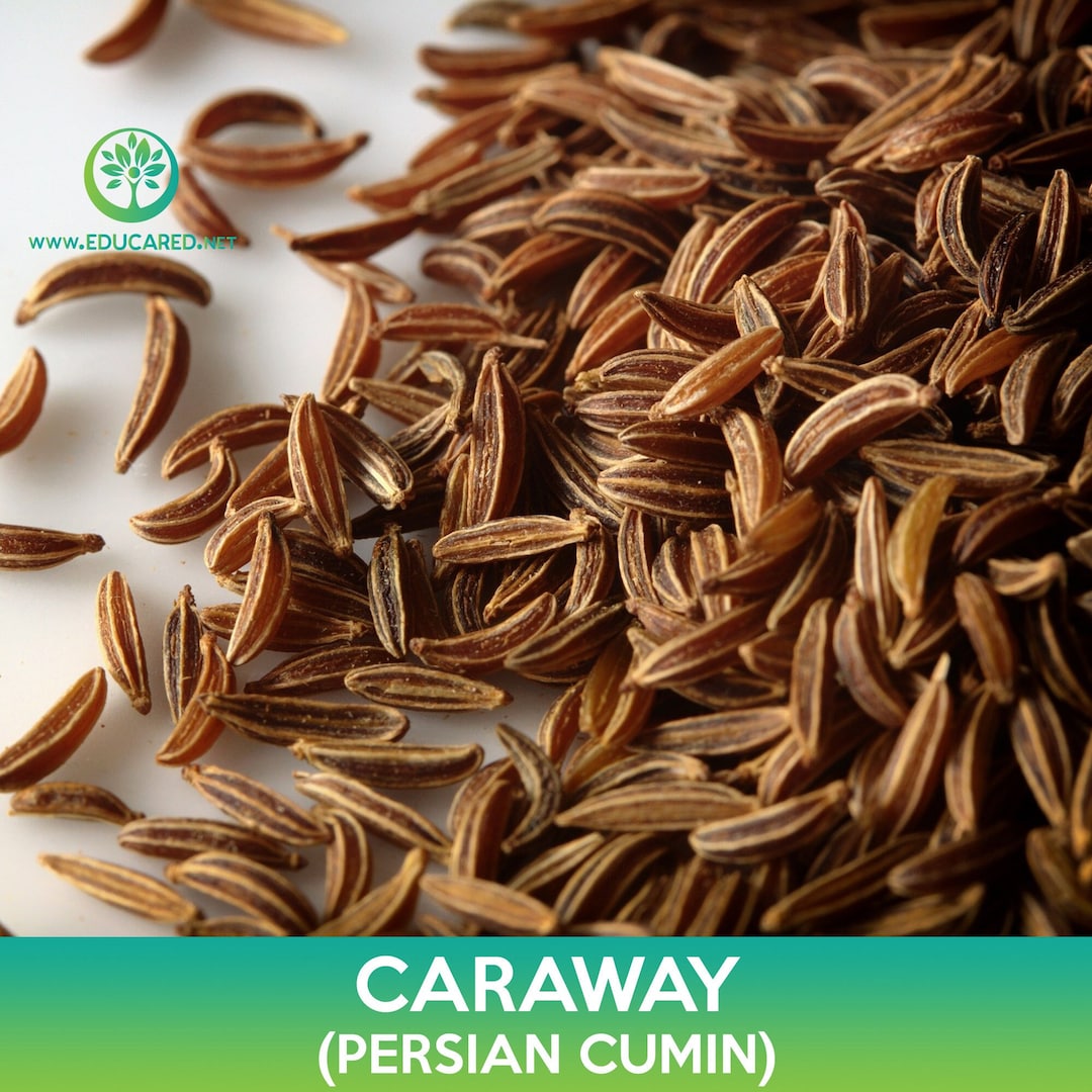 Caraway Seeds, Persian Cumin, Carum Carvi - Etsy