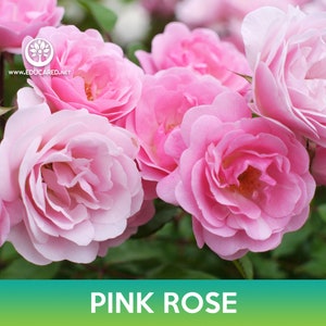 Pink Rose Seeds - Etsy