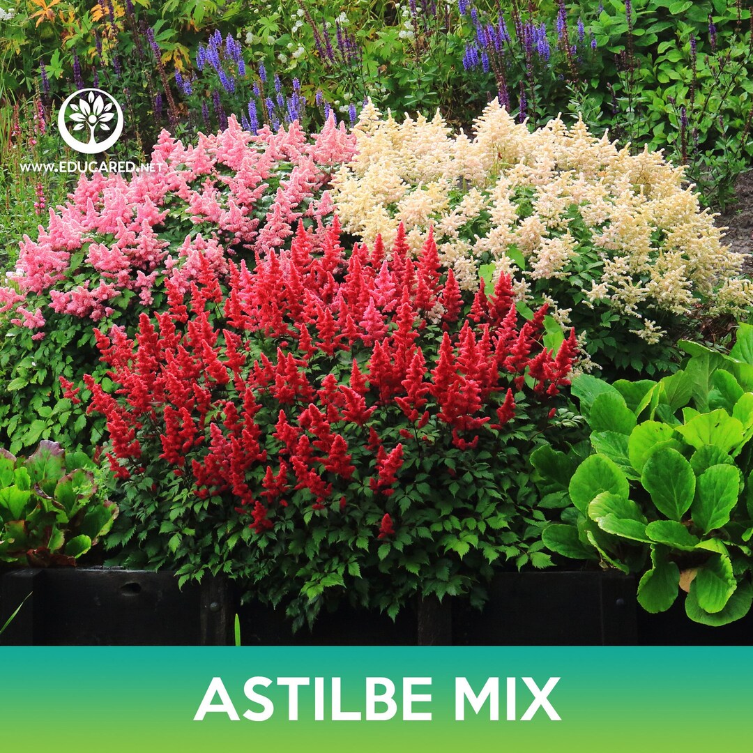 Astilbe Flower Mix Seeds, Astilbe Arendsii Bunter - Etsy