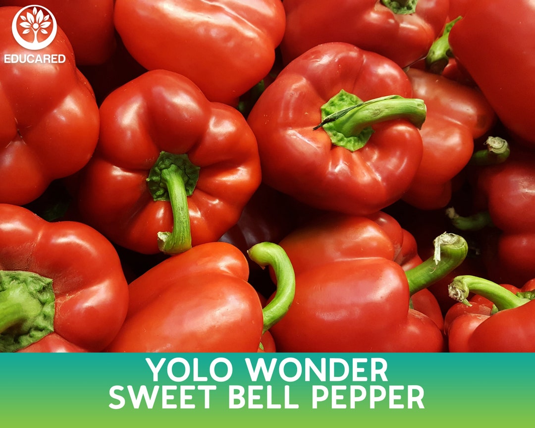 Yolo Wonder Sweet Bell Pepper Seed, 25 Seeds - Etsy