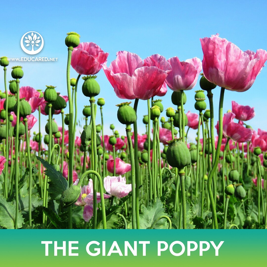 The Giant Poppy Flower Seeds - Etsy