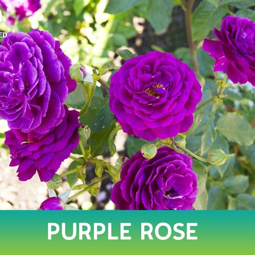 Rare English Dark PURPLE ROSE Tree Flower Plant 31020 or 30 - Etsy