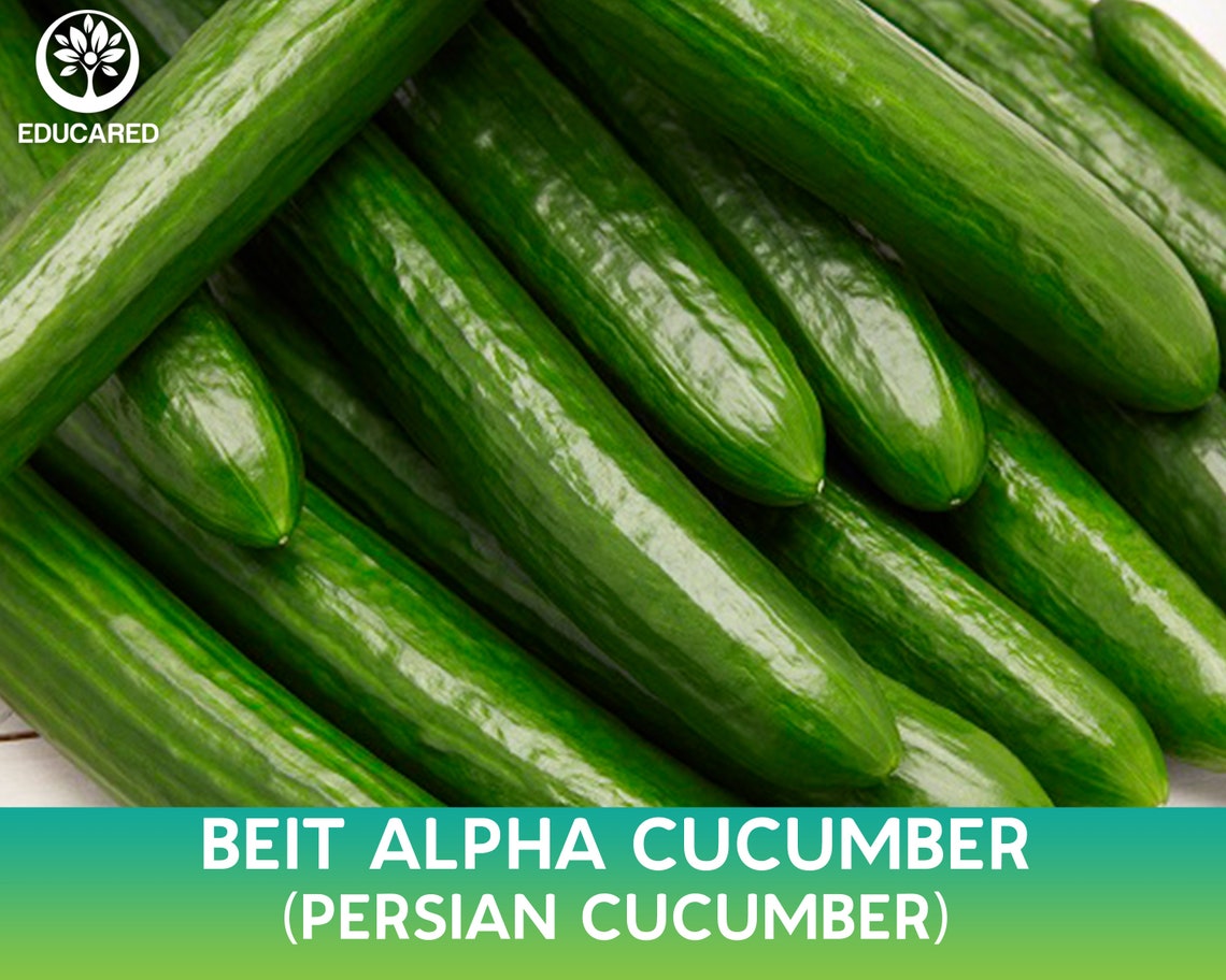 Beit Alpha Cucumber Organic Seed Persian Cucumber Vegetable | Etsy
