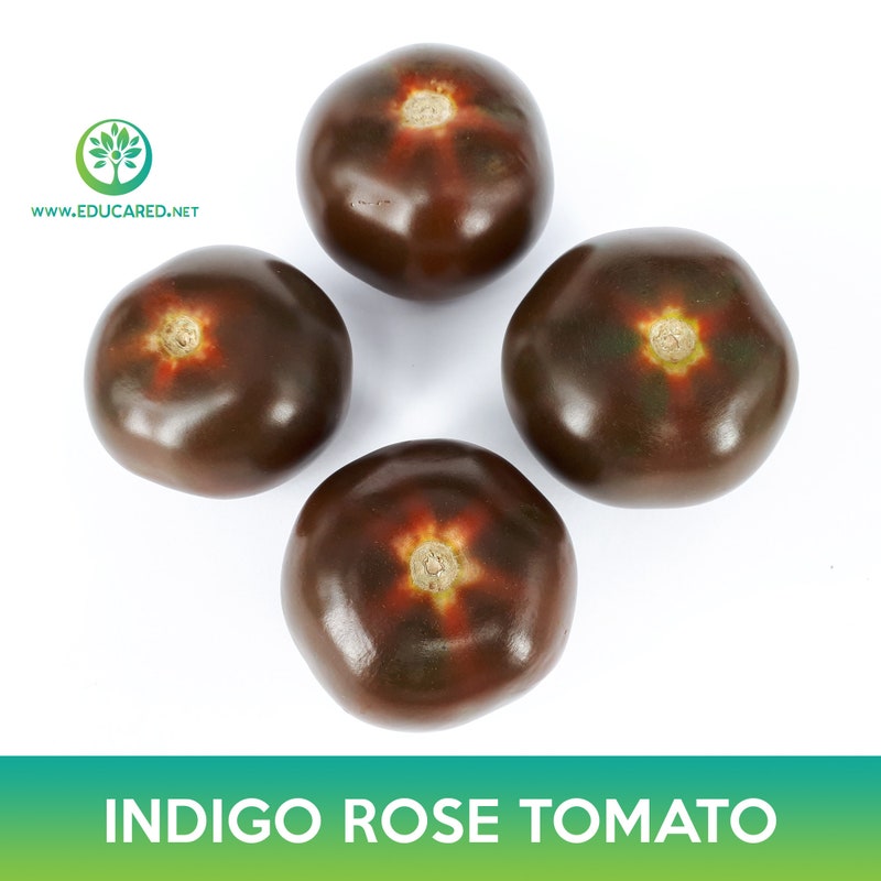 Indigo Rose - Etsy