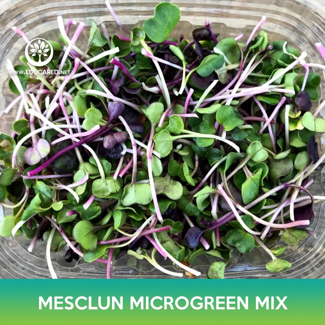 Mesclun Microgreen Mix Seeds - Etsy