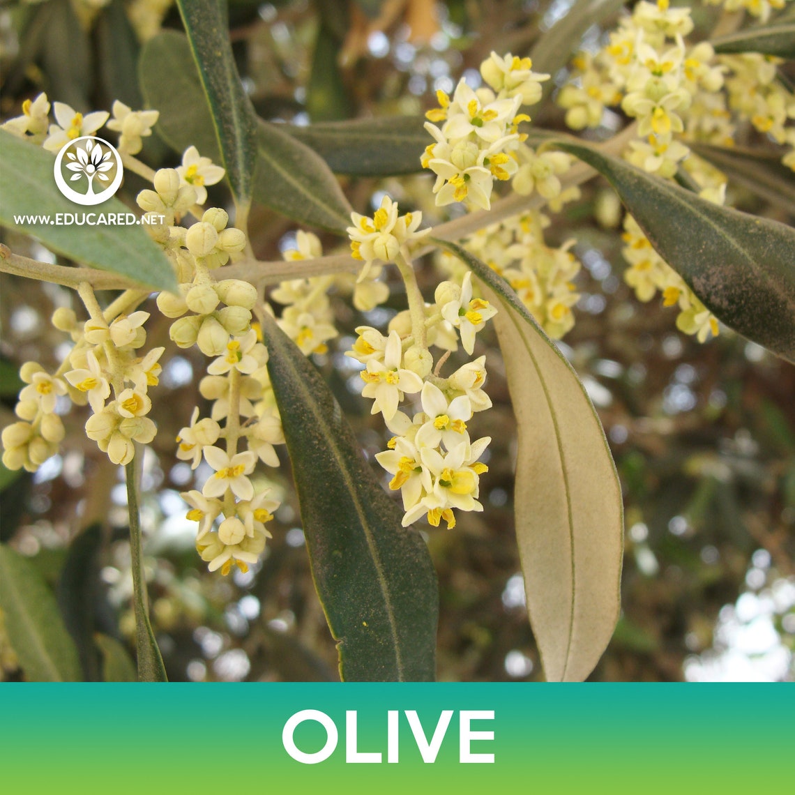 Olive Tree Seeds - Etsy