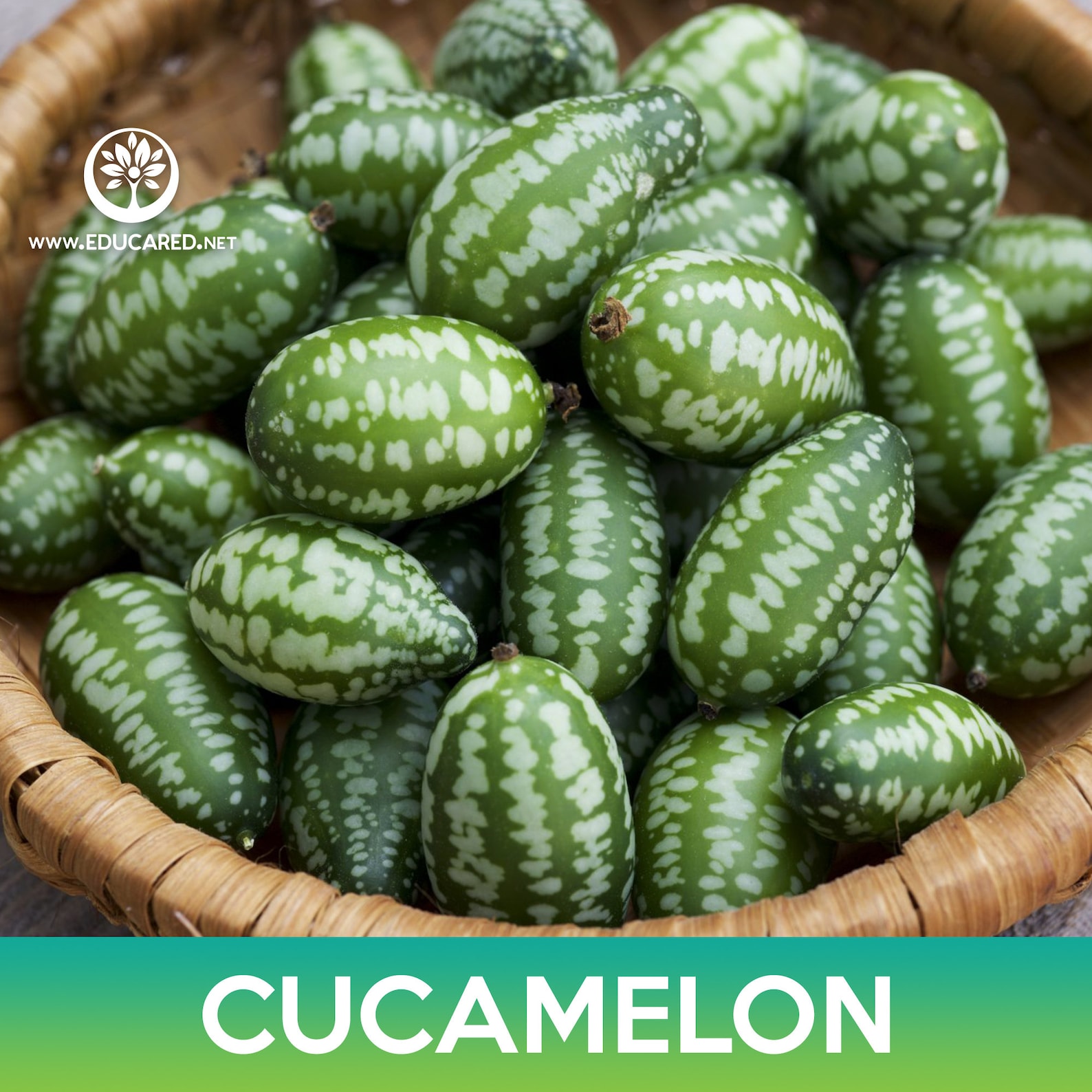 Cucamelon Seed, Mouse Melon - Etsy