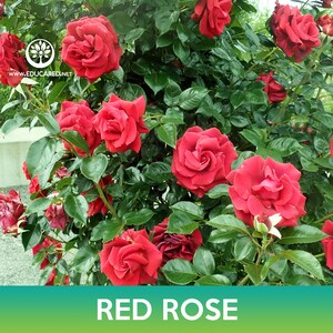 Red Rose Seeds - Etsy