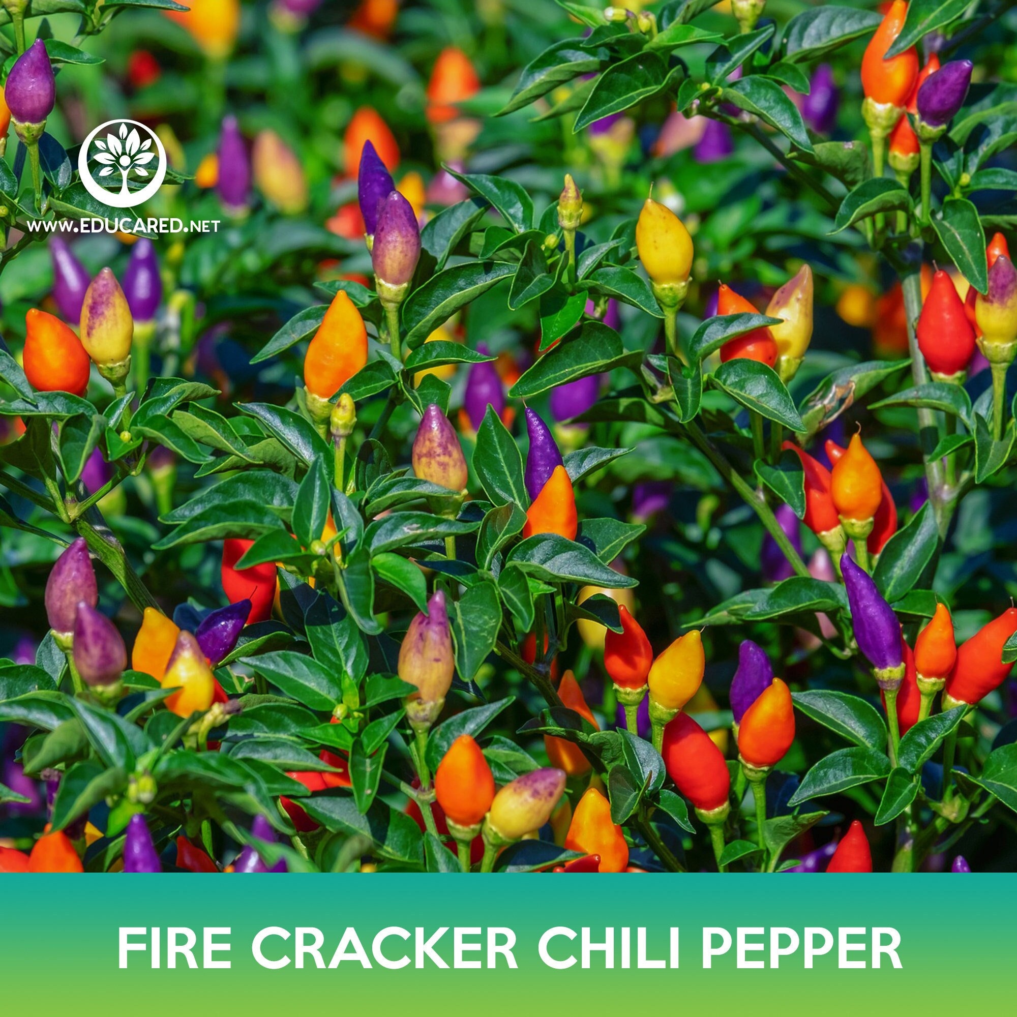 Firecracker Chili Pepper Seeds - Etsy