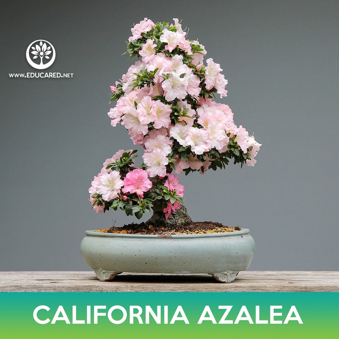 California Azalea Tree Seeds, Western Azalea, Rhododendron Occidentale ...