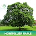 Montpellier Maple Tree Seeds - Etsy
