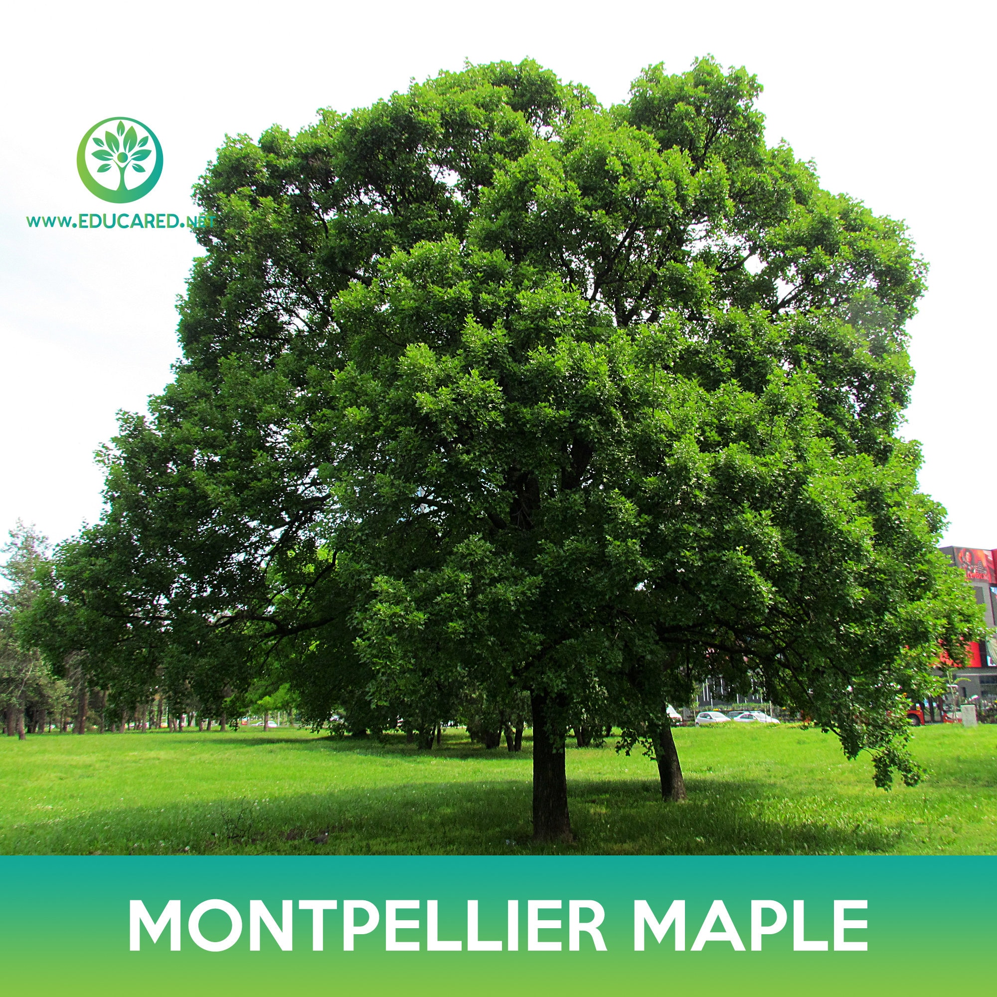 Montpellier Maple Tree Seeds - Etsy