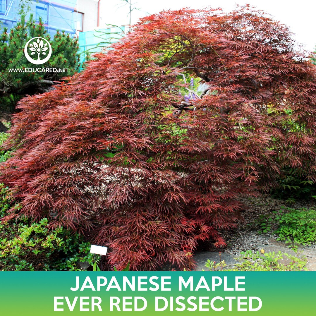 Ever Red Dissected Japanese Maple Tree Seeds, Acer Palmatum Dissectum ...