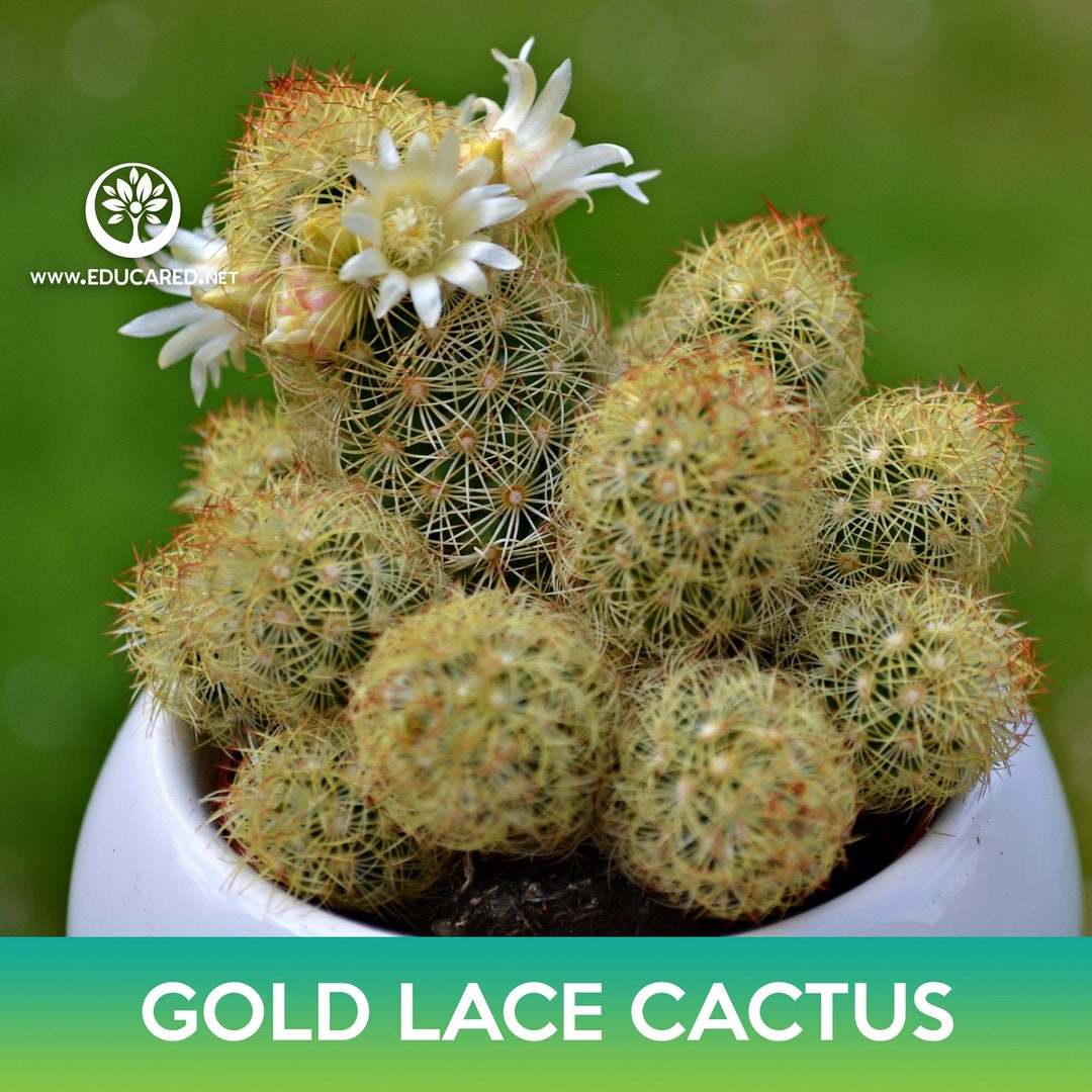 Gold Lace Cactus Seeds, Ladyfinger Cactus, Mammillaria Elongata - Etsy